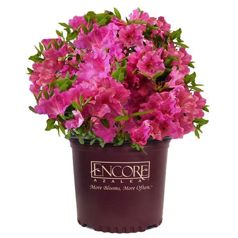 Encore Azalea 3 Gal Autumn Jewel Encore Azalea Shrub With Small