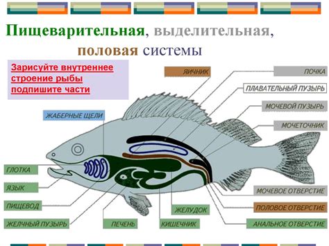 Внутреннее строение рыб презентация онлайн