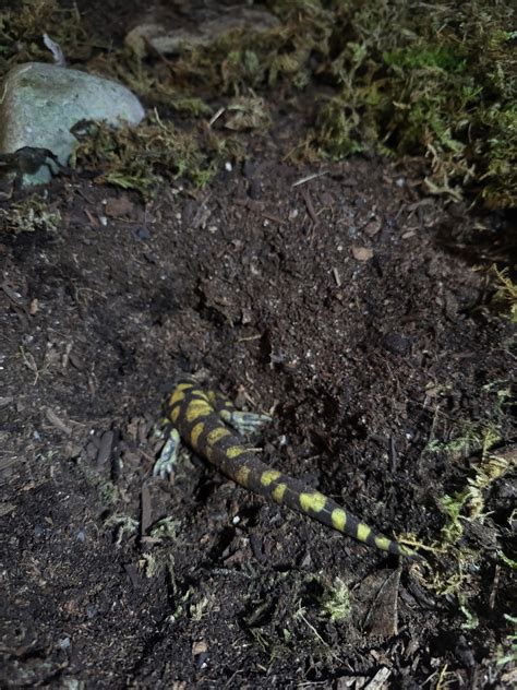 Back To Bed R Salamanders