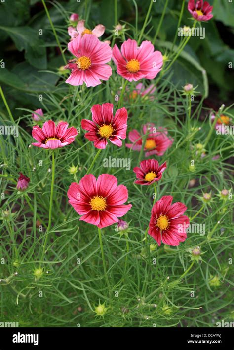 Garden Cosmos Or Mexican Aster Cosmos Bipinnatus Asteraceae Mexico