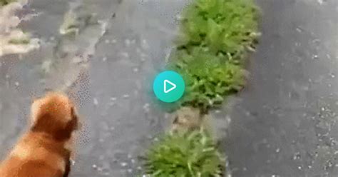 Dog Owner Pretends To Suddenly Collapse While Walking His Dog And