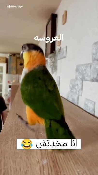 انا مخدتش 😂 Youtube