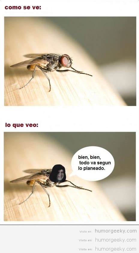 Esta Es La Realidad De Las Moscas Humor Geeky