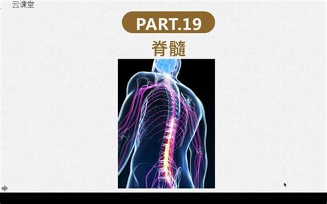 从零开始学解剖 脊髓 bilibili B站 无水印视频解析YIUIOS易柚斯
