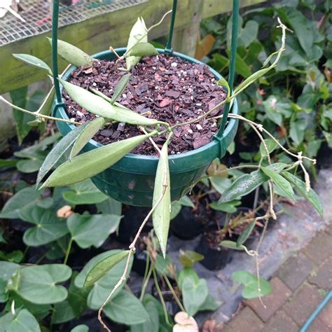 Hoya Lonolia Exoticflora