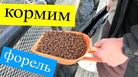 Кормим форель - YouTube
