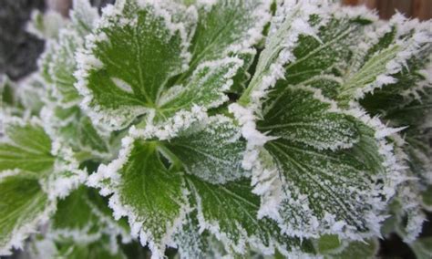 Як зберегти свій сад та город від весняних заморозків поради та лайфхаки Hochu Ua