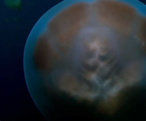 Liu Shuwei Exit Media