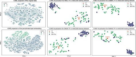 Scgreat Transformer Based Deep Language Model For Gene Regulatory