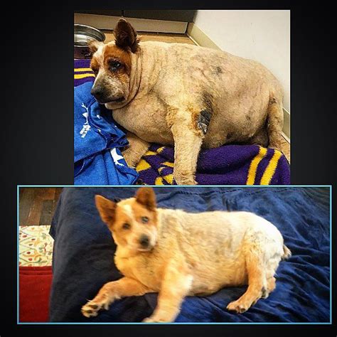 La Increíble Transformación Del Perro Abandonado Por Obeso Infobae