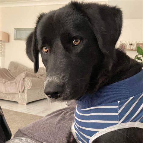 Libby Lucky 2 Year Old Female Cross Breed Available For Adoption
