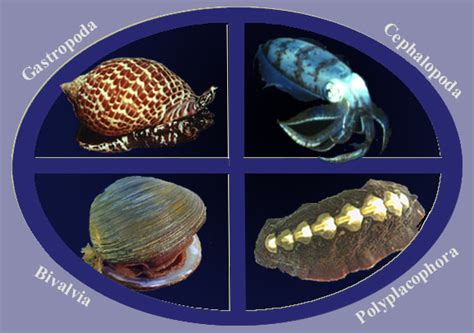 Mollusca Grace