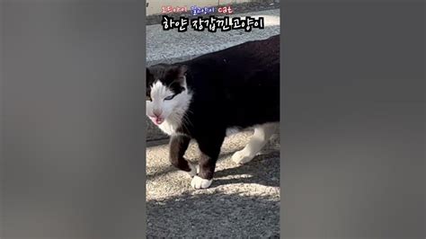 하얀 장갑낀 고양이 오드아이 길고양이 Youtube
