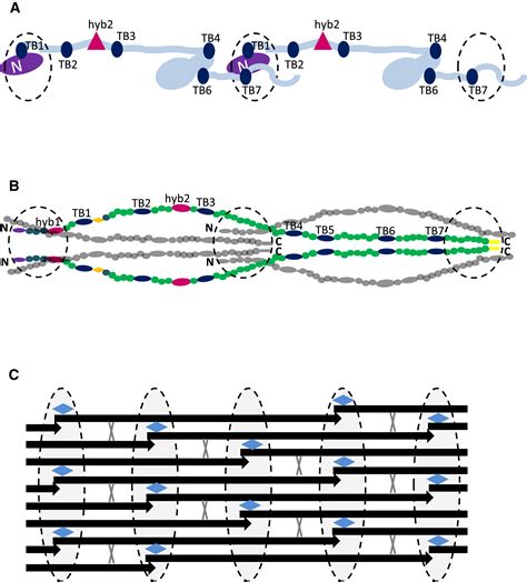 Dissecting The Fibrillin Microfibril Structural Insights Into