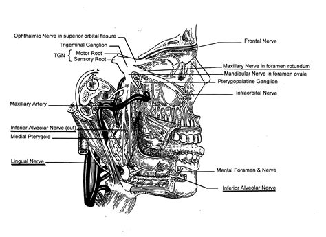 Trigeminal Nerve Branches Chart