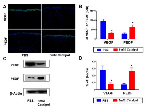 Effects Of Catalpol On Vegf And Pedf Expression Post Alkali Burn A