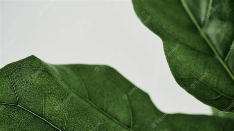 바이올린 잎 무화과 식물 배경 무료 사진