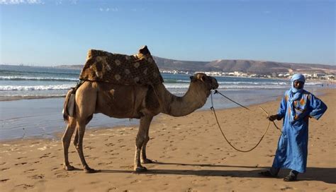 Під час відпустки в Єгипті чоловік жартував що віддасть доньку тому хто найбільше верблюдів