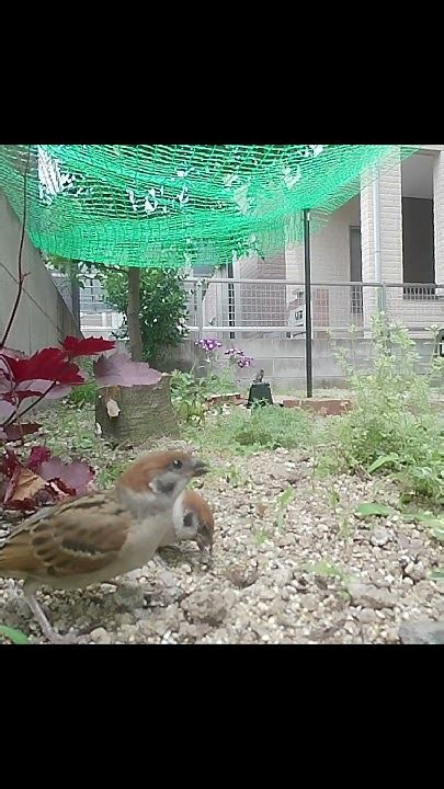 061「高速飛行するすずめさん」summer2023（fast Flying Sparrow） Youtube