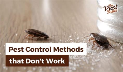31 Diy Pest Control Methods That Dont Work The Pest Dude
