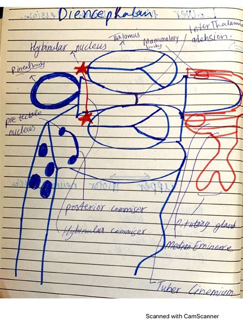 Diencephalon Thalamus And Hypothalamus Pdf