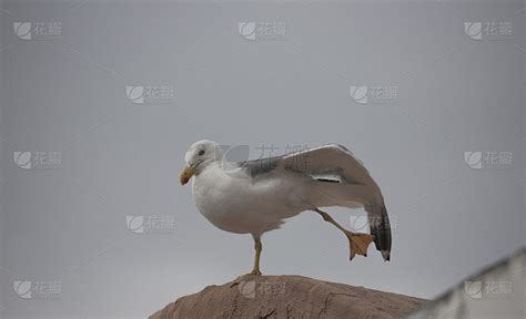 海鸥在屋顶休息