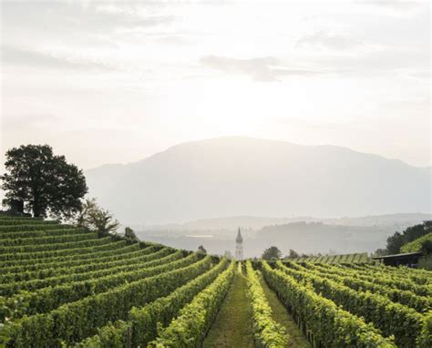 St Pauls Pinot Grigio DOC Ethica Wines Italian Roots Global Reach