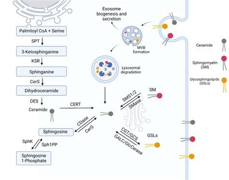 Sphingolipid Sl Metabolism Showing De Novo Ceramide Synthesis At The