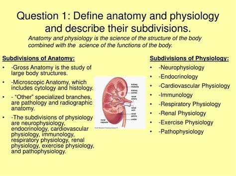PPT Human Anatomy And Physiology PowerPoint PowerPoint Presentation