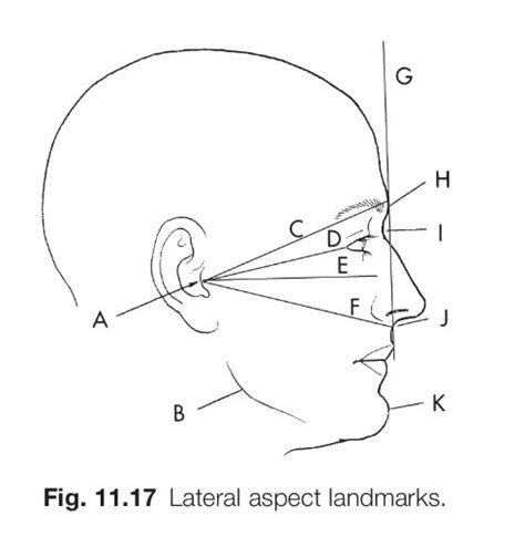 Lateral Aspect Landmarks Diagram Quizlet