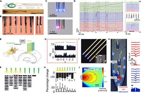 Multimodal Neural Probes For High Spatiotemporal Optogenetics And Download Scientific Diagram