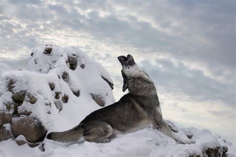 El Lobo Solitario Grita En La Puesta Del Sol Foto De Archivo Imagen