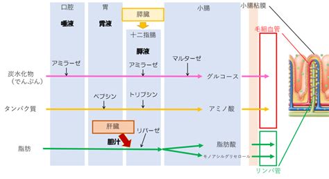 形態機能学 3消化器系 どうぶつ看護ポータル寺子屋勉強会