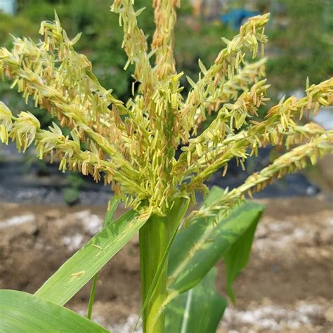 とうもろこし🌽の雄穂が出てきたので受粉 なおさんのモーメント Yamap ヤマップ