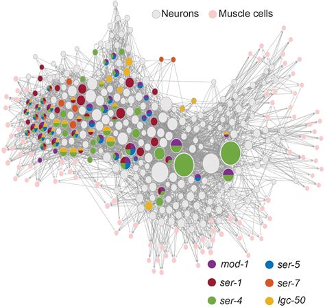 Decoding Serotonin From Molecular To Whole Brain Scale Effects