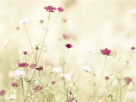 Pink Petaled Flowers Hd Wallpaper Wallpaper Flare