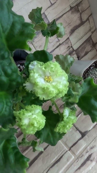 Фиалка ЕК Изумрудные Розы #фиалкацветёт #цветы #flowers #фиалка - YouTube