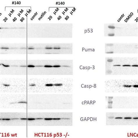 Western Blot Data Showing The Effects Of Compound 29 On The Expression
