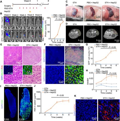 the remodeled spleen in mice supported the growth of xenograft hepg2