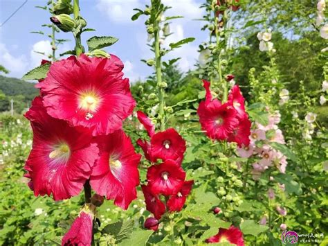 开啦开啦金堂鲜花山谷蜀葵花迎来盛花期 四川文化网四川文化网门户网站