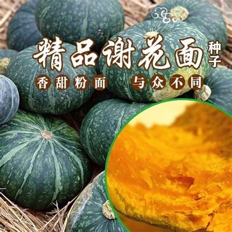 秋季甘蓝种子种籽菜籽大头菜子菜种包菜卷心菜四季苗秧蔬菜孑籽种虎窝淘