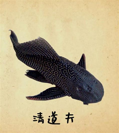 兩種帶著外裝甲的奇怪魚你見過嗎讓你漲見識 資訊咖