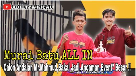 Murai Batu ALL IN Calon Andalan Mr Mahmud Bakal Jadi Ancaman Event
