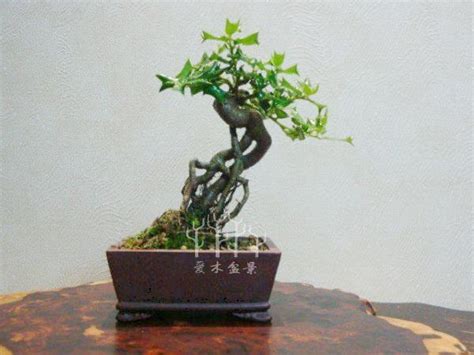 提根小品素材不要錯過四季常綠的小葉枸骨可以觀根觀葉 每日頭條