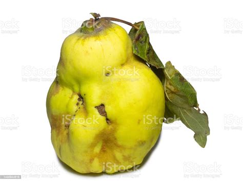 흰색 바탕에 마르 멜로입니다 비정상적으로 모양의 과일 못생긴 마르 멜로 과일은 전단지로 분리됩니다 고르지 않은 모양 건강한 식단 잼 성분 나무에서 수확 0명에 대한 스톡