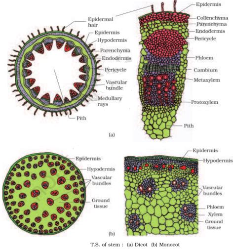 Cross Section Of A Monocot Stem