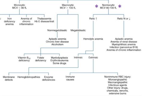 Normocytic Anemias Flashcards Quizlet