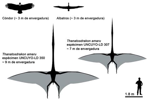 Pterodactyl Size Comparison