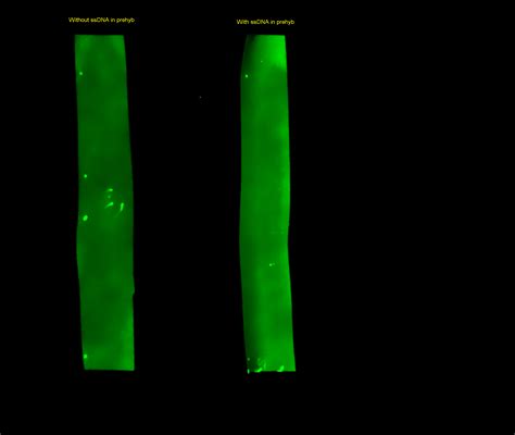 Optimizing Northern Blot Probe Hybridization Researchgate