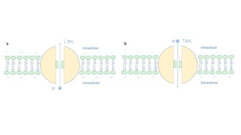 The Figure Represents The Classical View That Explains The